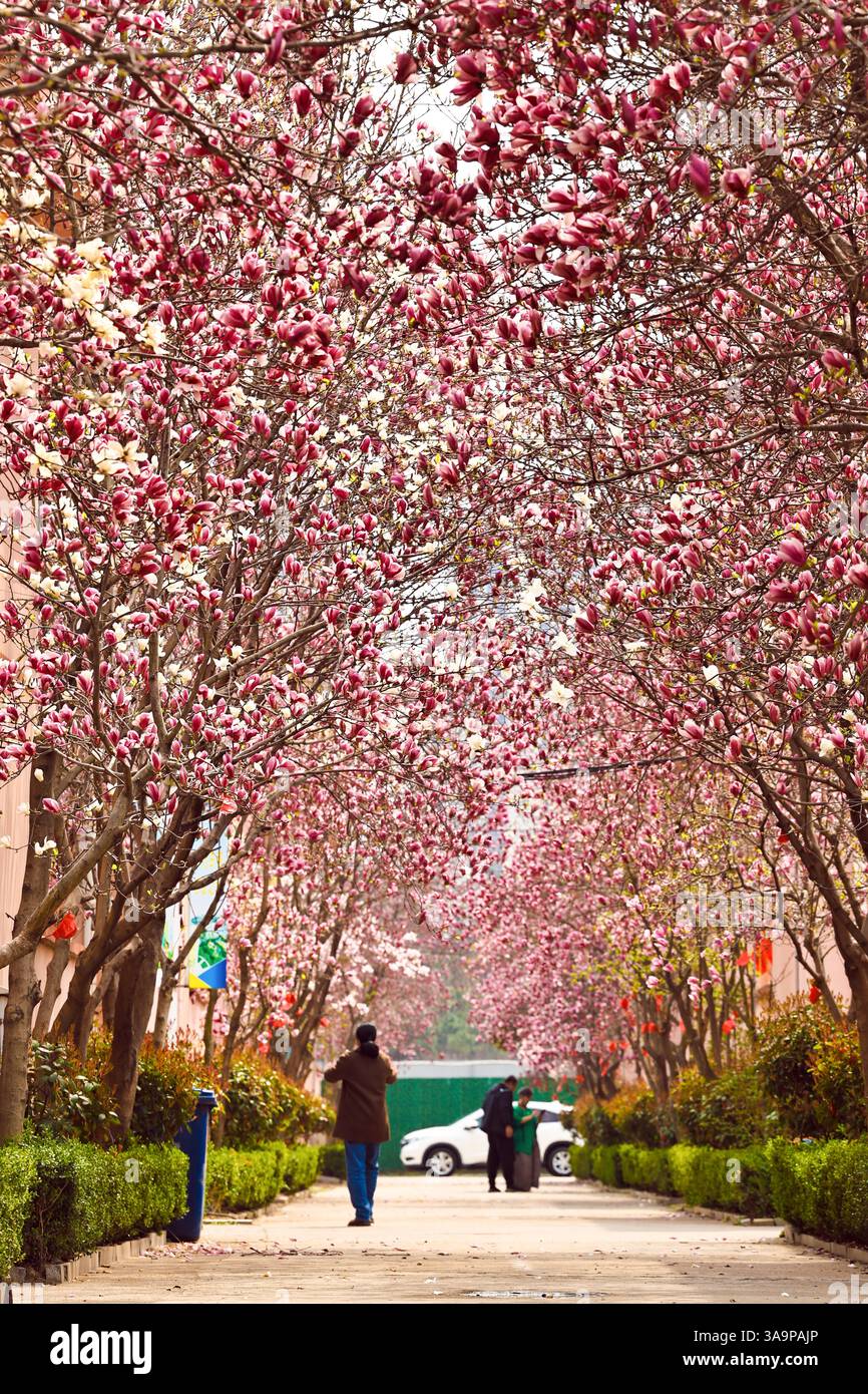 Magnolia flowers are in full bloom in Rizhao City, east China's ...