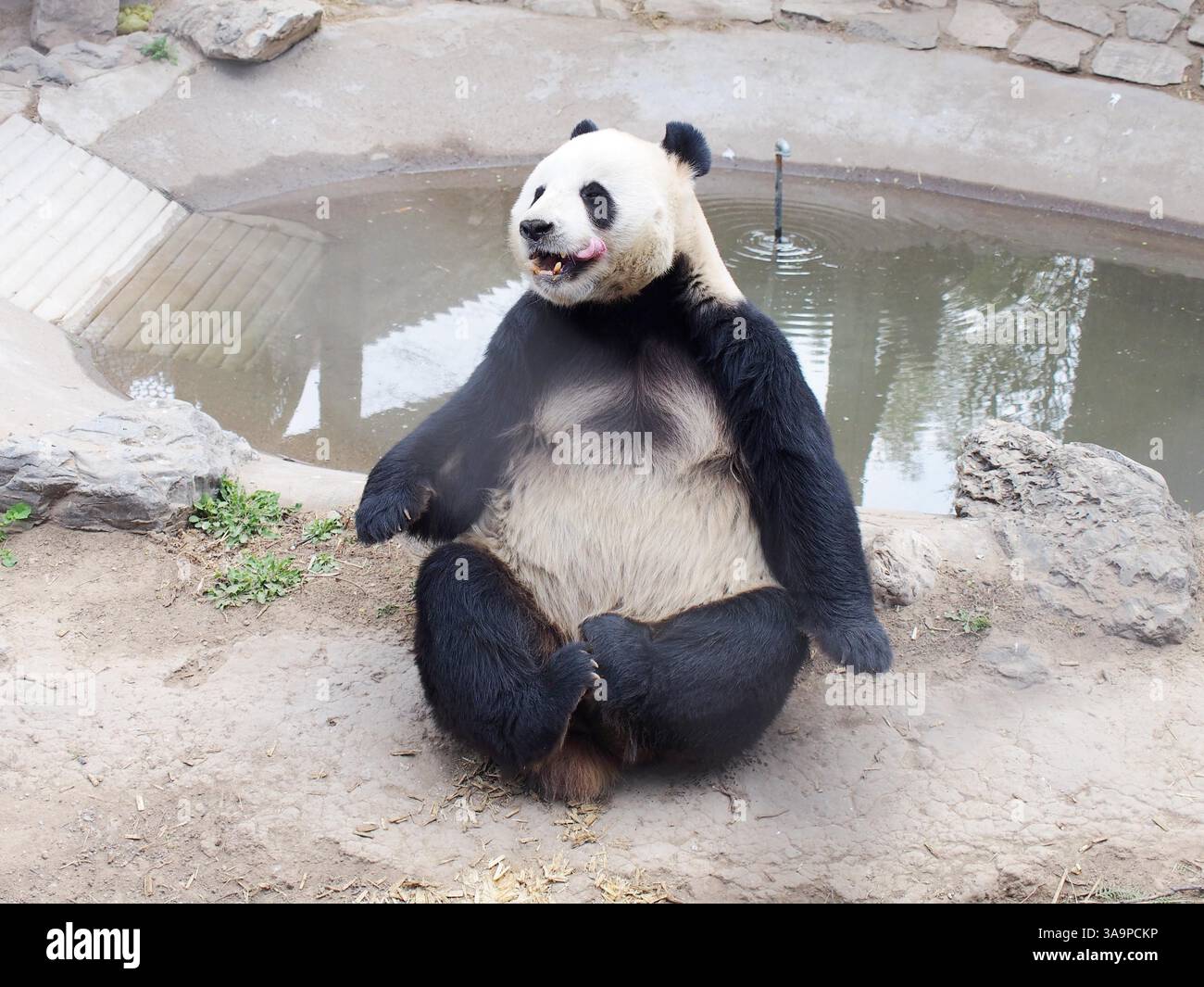 Giant pandas at Beijing Zoo, Beijing, China, 28 March, 2025 Stock Photo ...