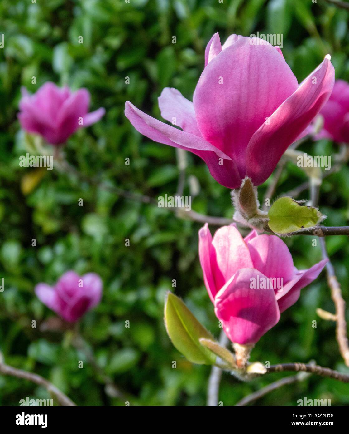 Magnolia tree full bloom hi-res stock photography and images - Alamy