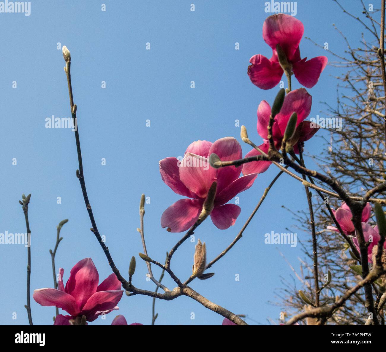 Magnolia Ian's Red in full flower in Devon, UK, with a blue sky behind ...