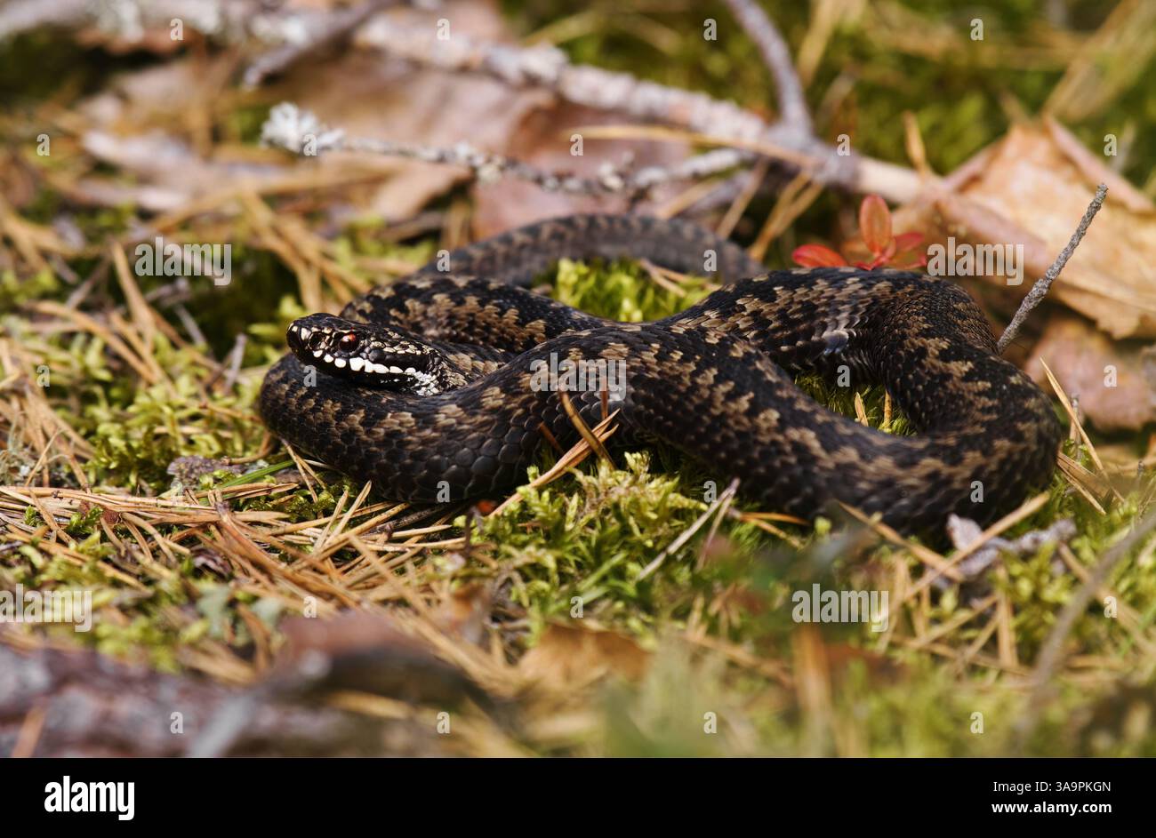 Common European adder or common European viper (Vipera berus) basking ...