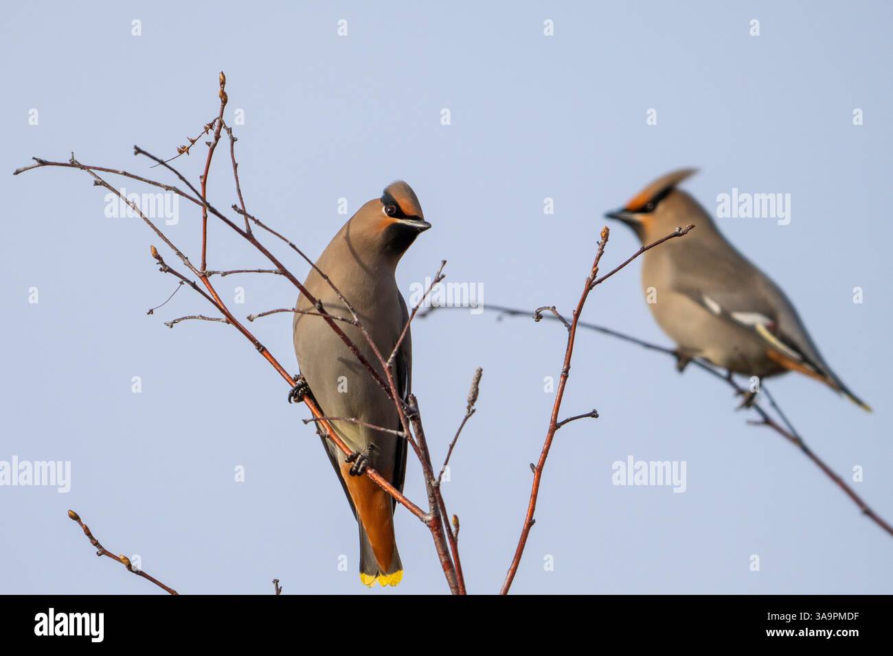 March 30, 2025, Anchorage, Alaska, USA: Bohemian Waxwing (Bombycilla ...