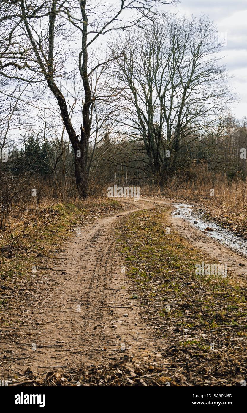 This photograph captures the quiet cahrm of a forest path in early ...