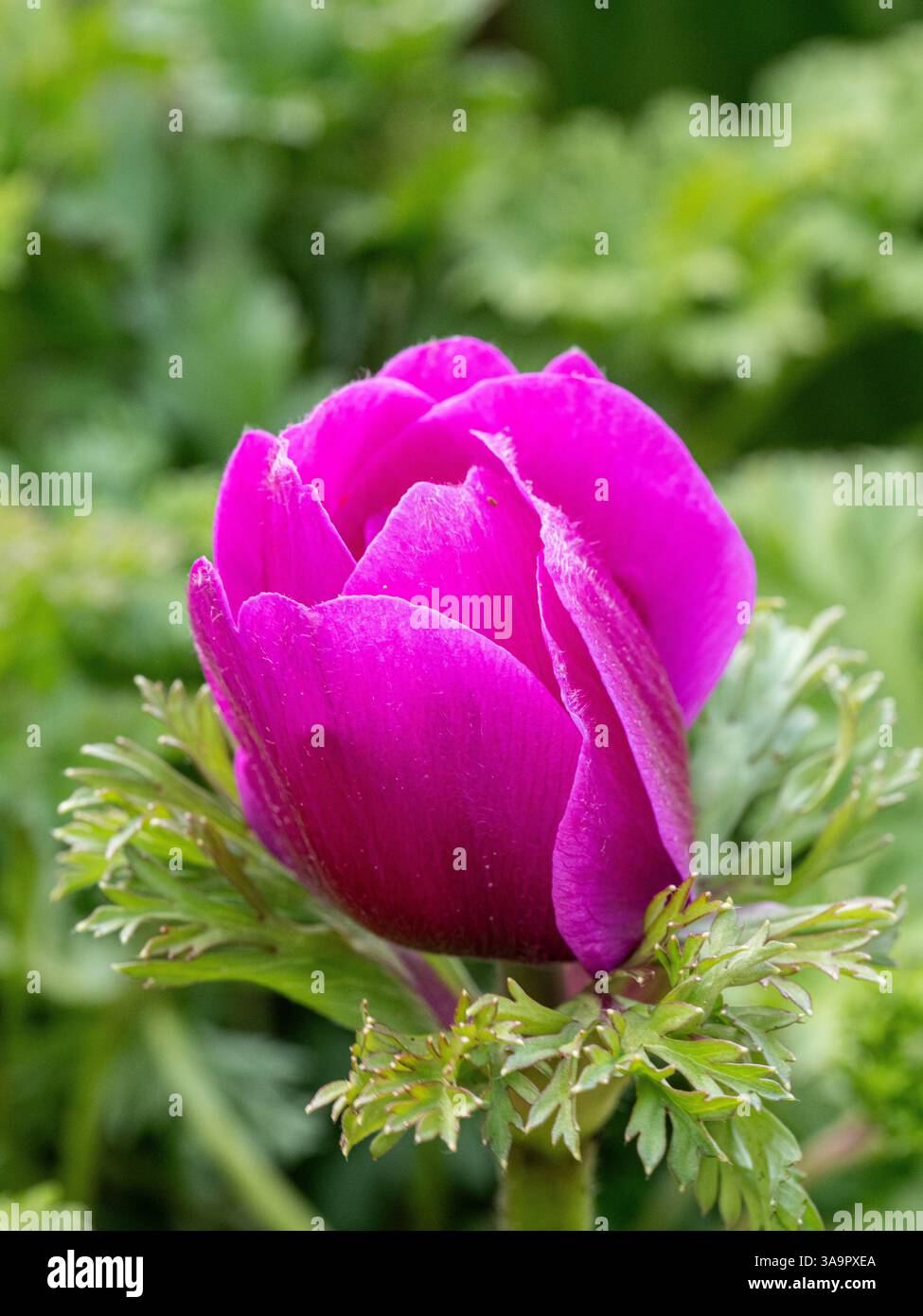A close up of an deep pink opening flower of Anemone De Caan Stock ...
