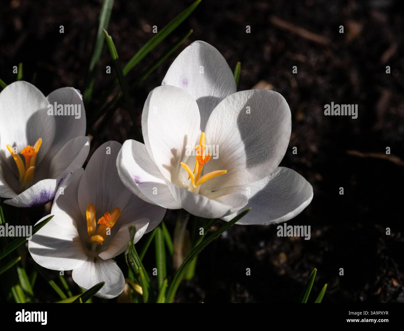 A close up of the white striped purple flower of the chrysanthus Crocus ...