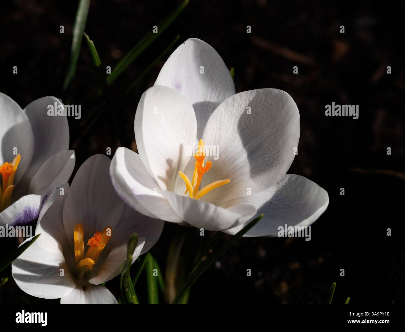 A close up of the white striped purple flower of the chrysanthus Crocus ...