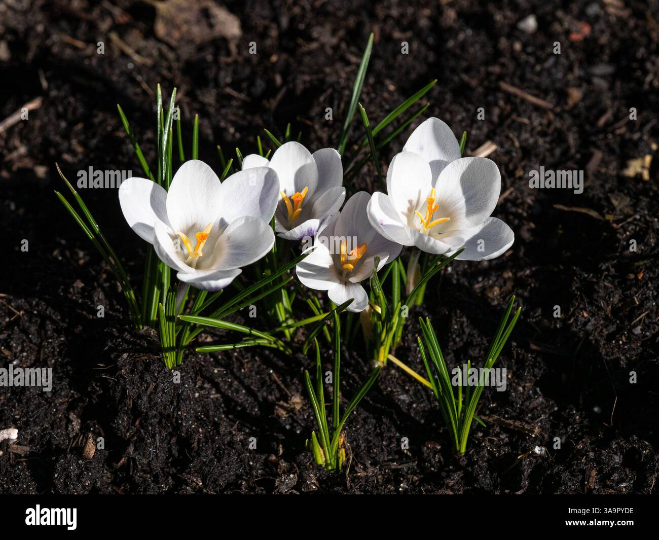 A close up of the white striped purple flower of the chrysanthus Crocus ...