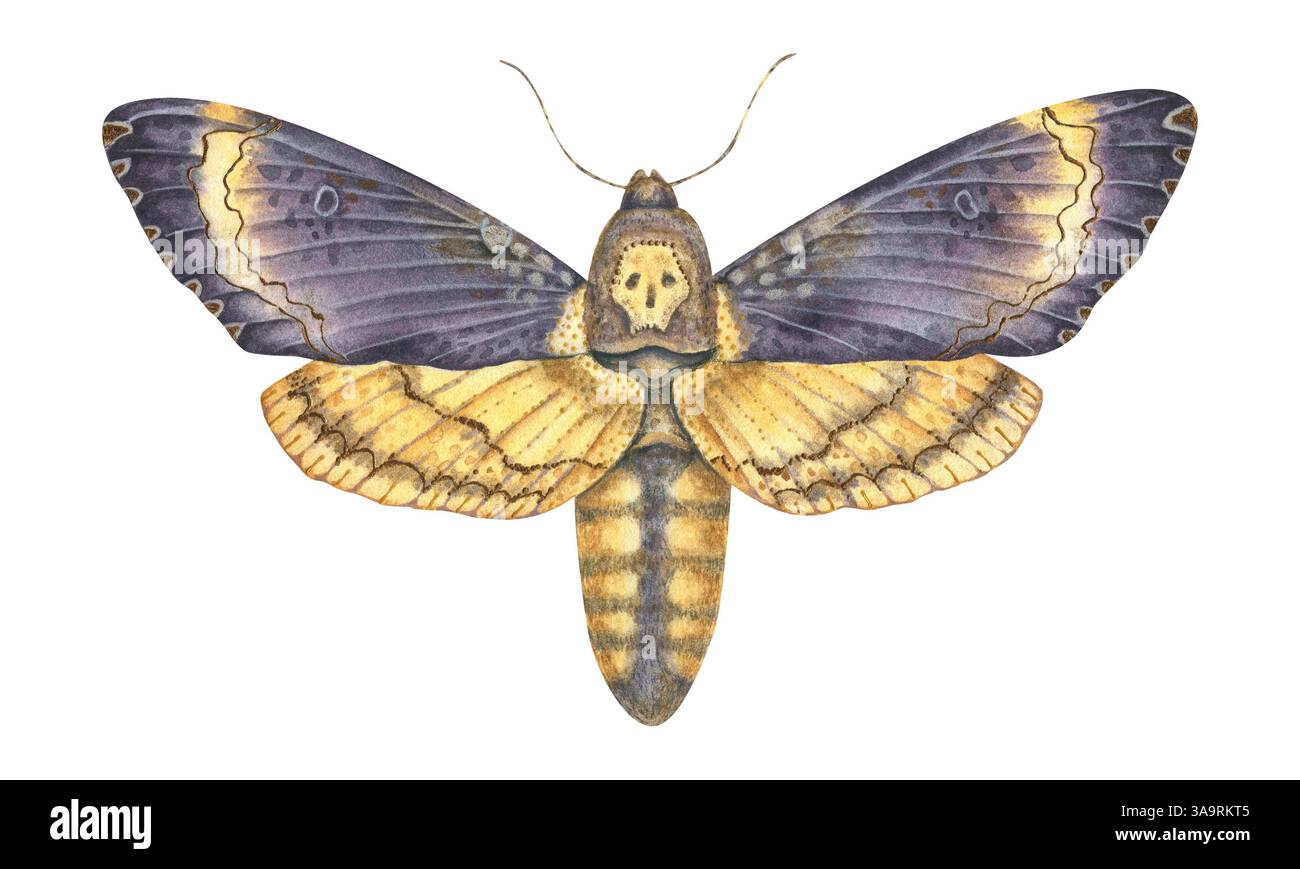 Watercolor illustration of a death's-head hawkmoth, butterfly with ...