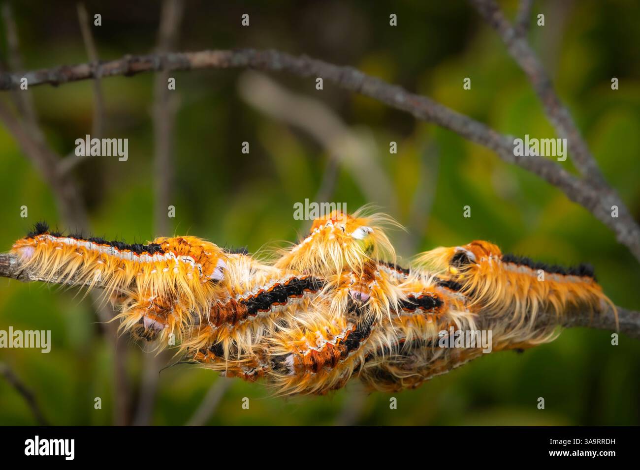 Cape lappet moth (Eutricha capensis) caterpillars clumped on a tree ...