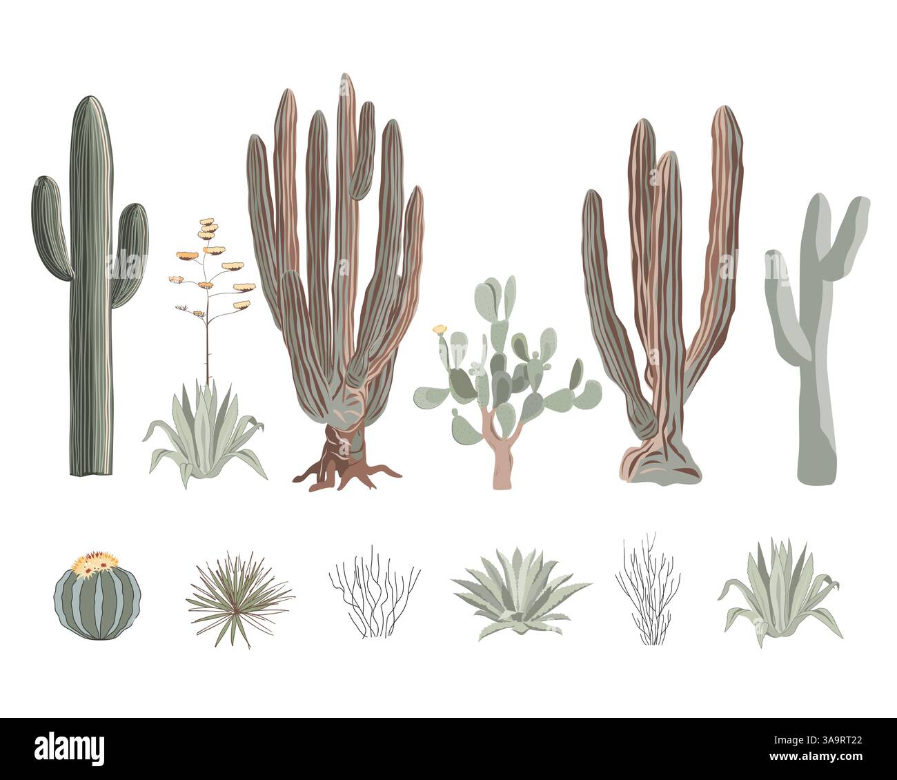 Cacti set with blue agave plants, prickly pear cactus, giant cardon, and saguaro. Vector ...