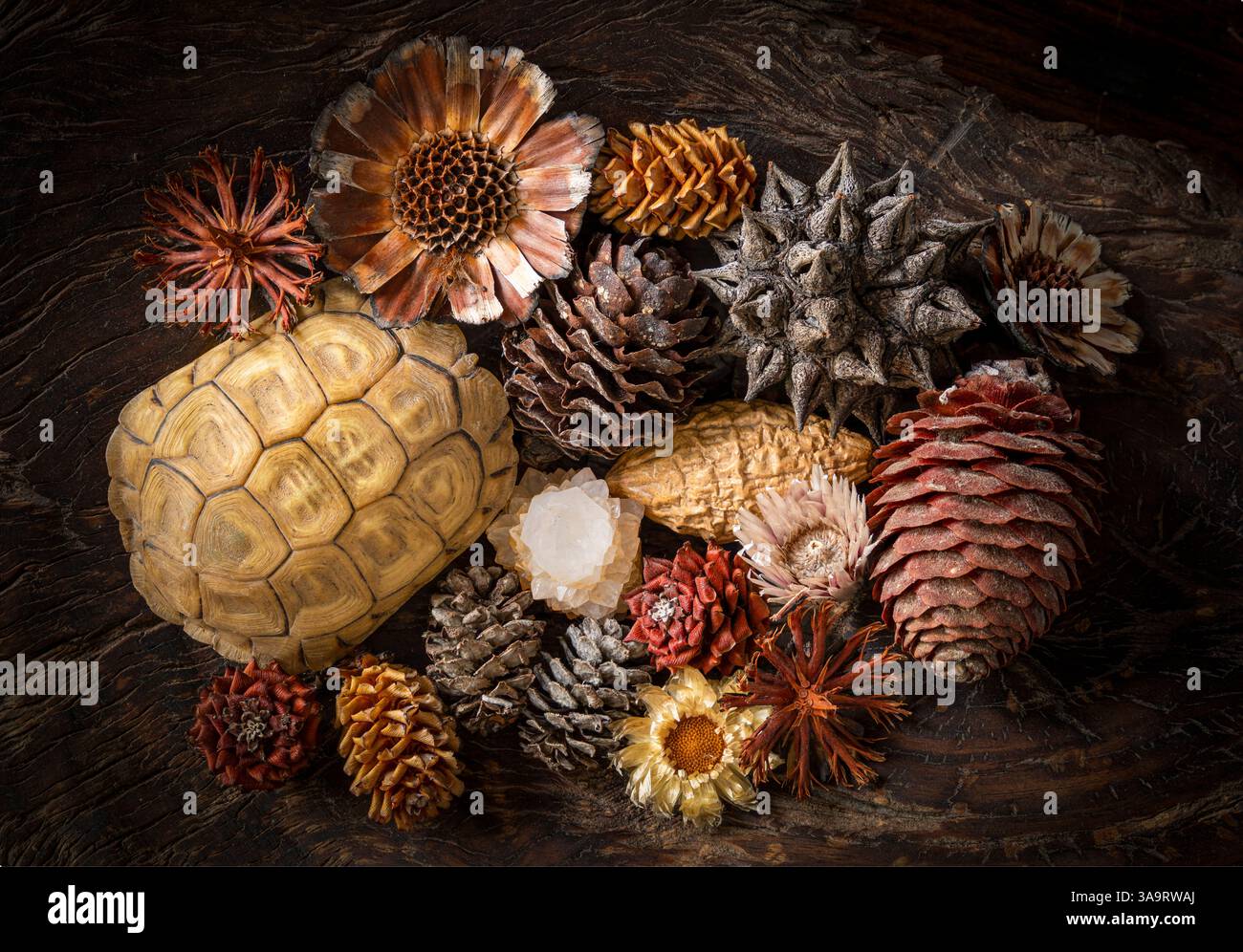 A flat lay arrangement of dried fynbos seedpods and a tortoise shell on ...