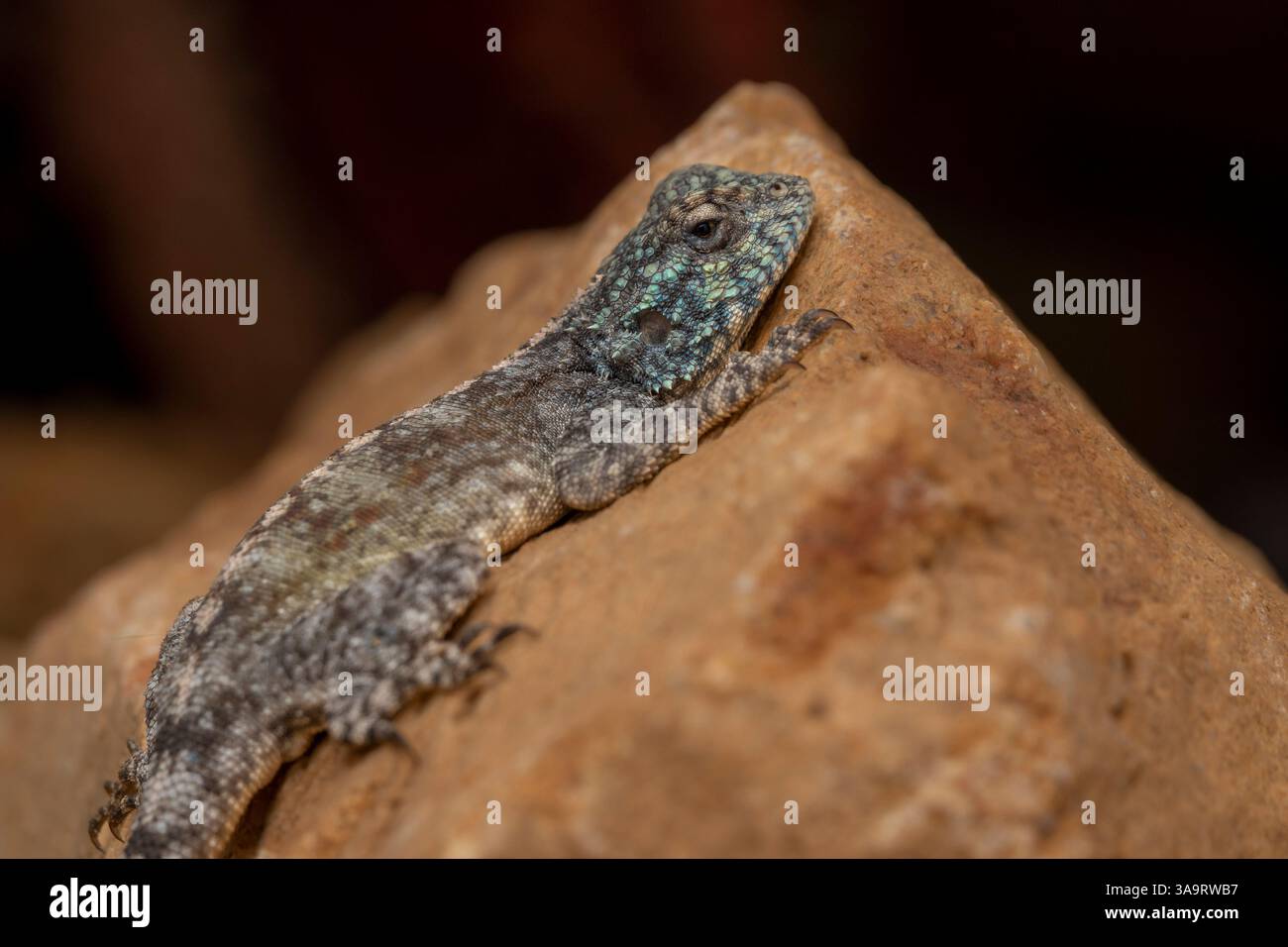 Southern rock agama or southern African rock agama (Agama atra ...