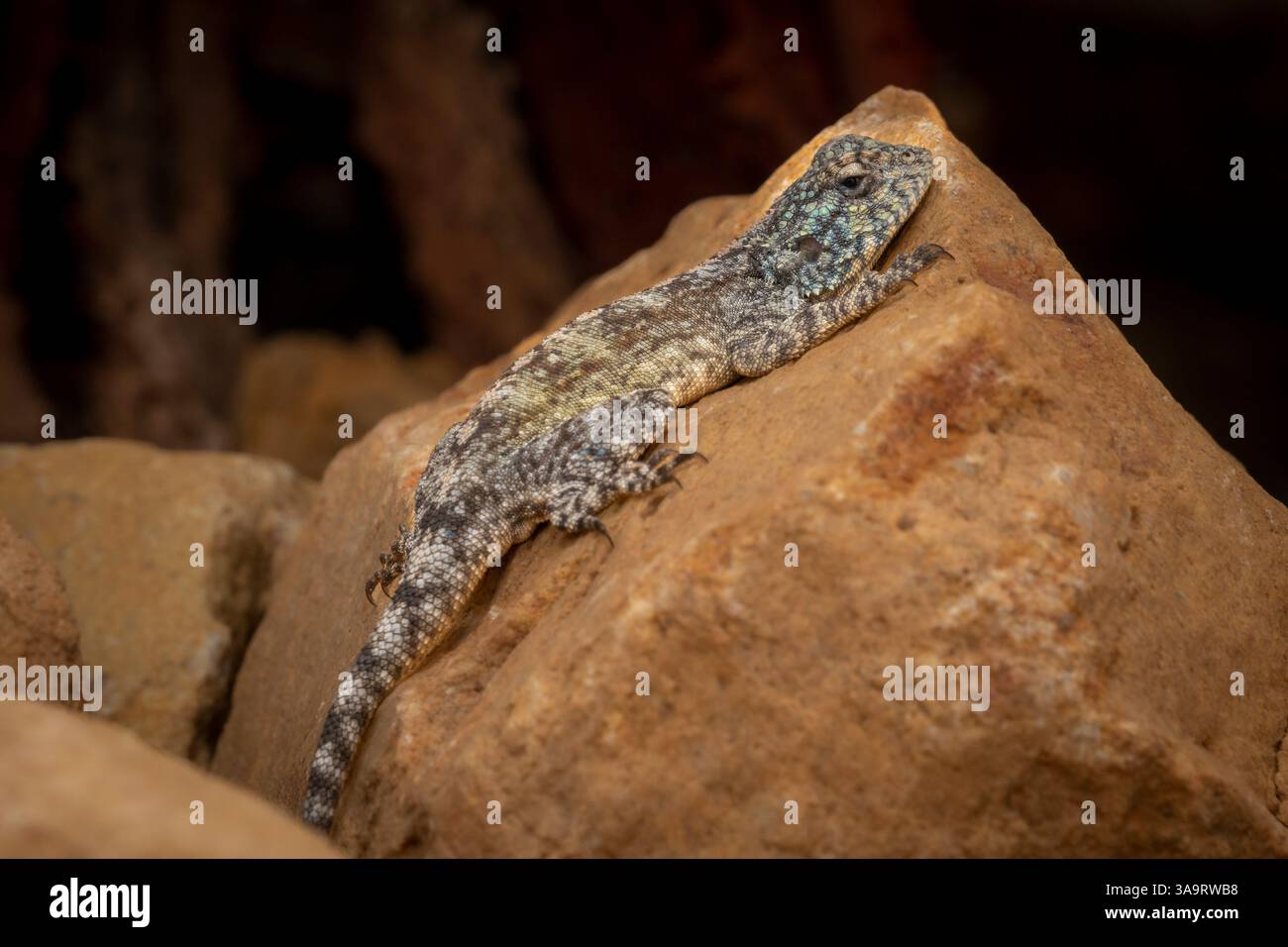 Southern rock agama or southern African rock agama (Agama atra ...
