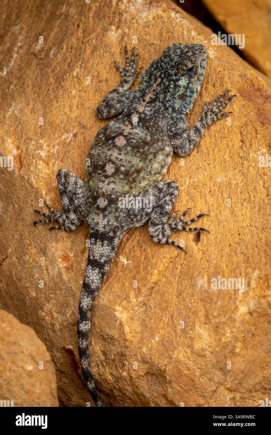 Southern rock agama or southern African rock agama (Agama atra ...