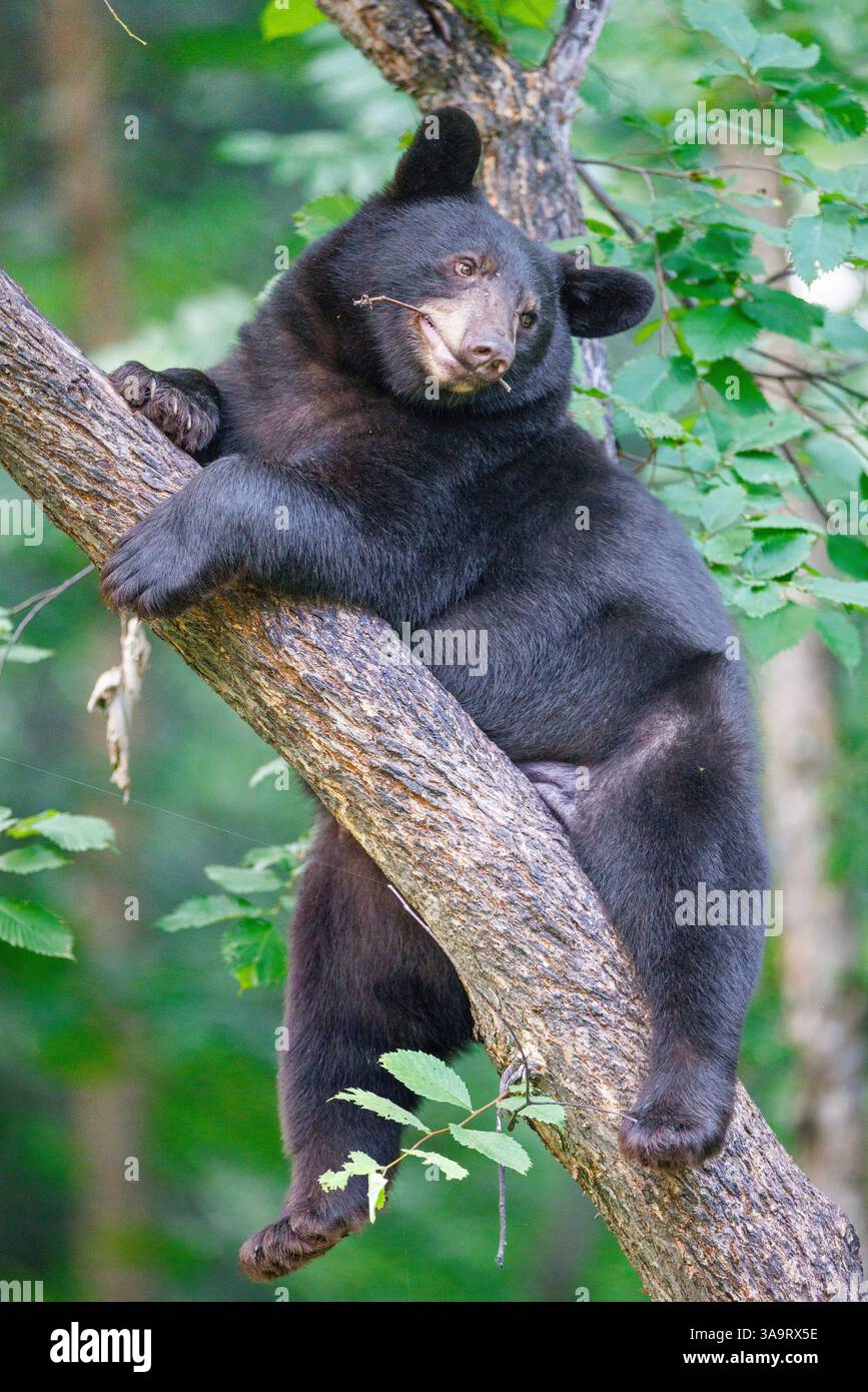 Black Bear Resting on a Tree Branch in the Forest Stock Photo - Alamy