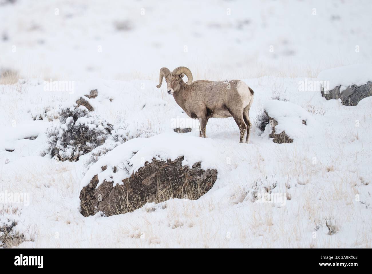 Mountain Bighorn Sheep Standing Among Snowy Rocks in Winter Land Stock ...