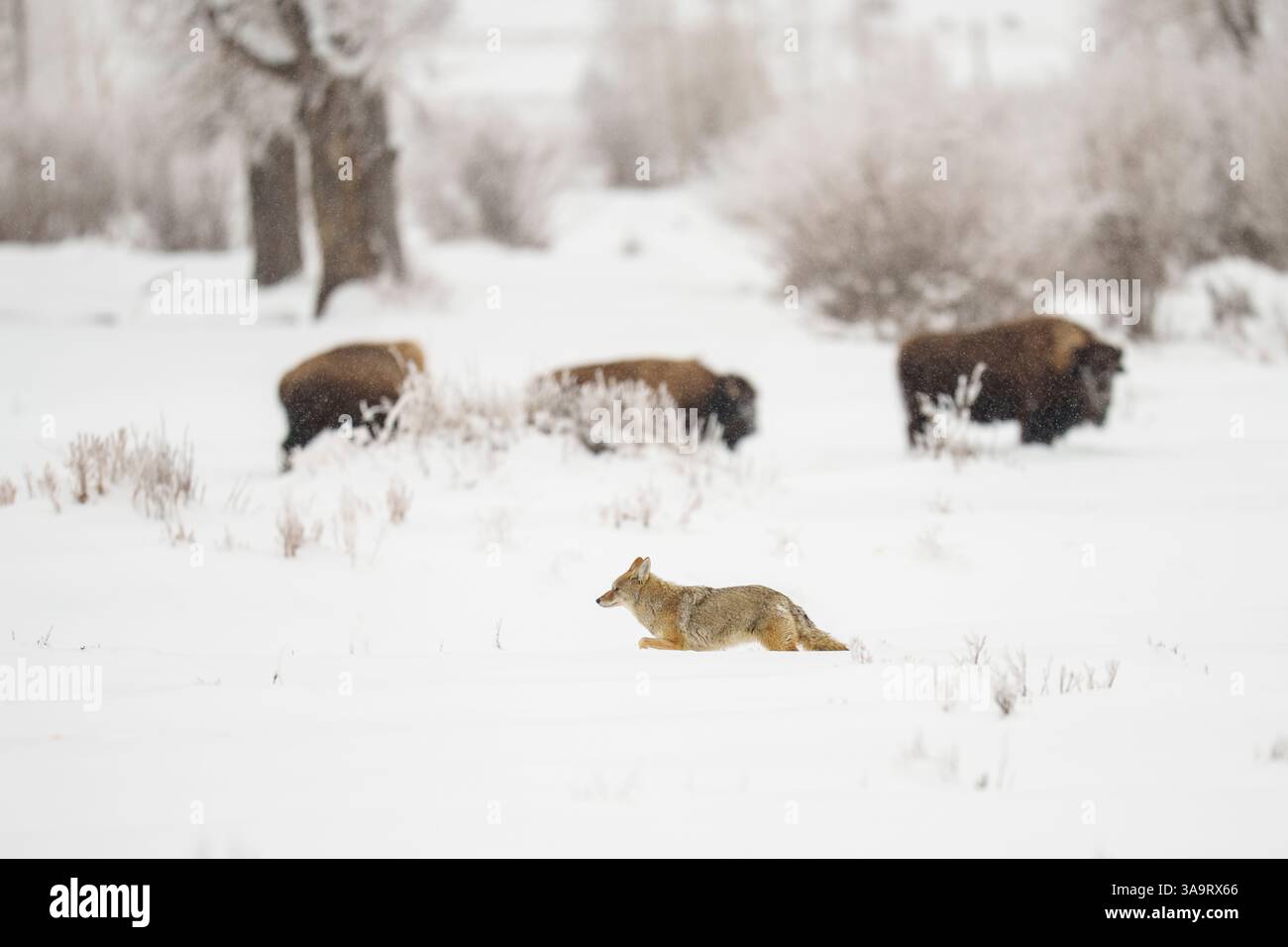 Coyote Walking Through Snowy Landscape With Bison in the Backgro Stock ...