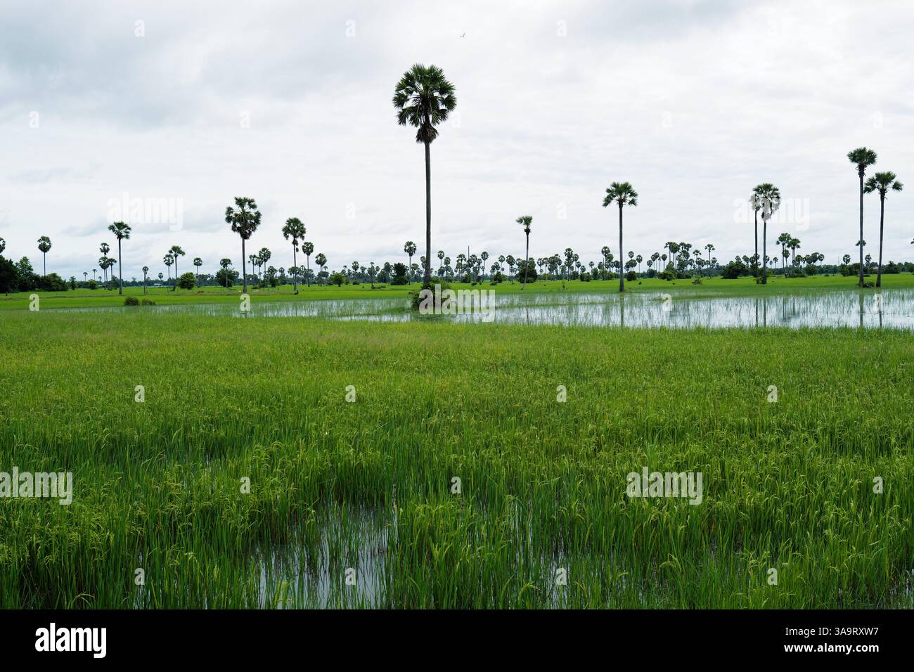 Rice Fields in Chi Kraeng, Cambodia Stock Photo - Alamy