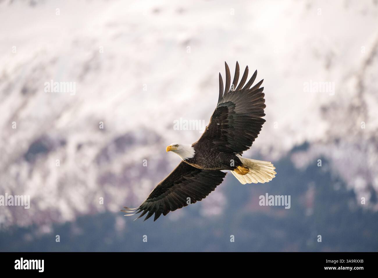 Eagle soaring across landscape hi-res stock photography and images - Alamy