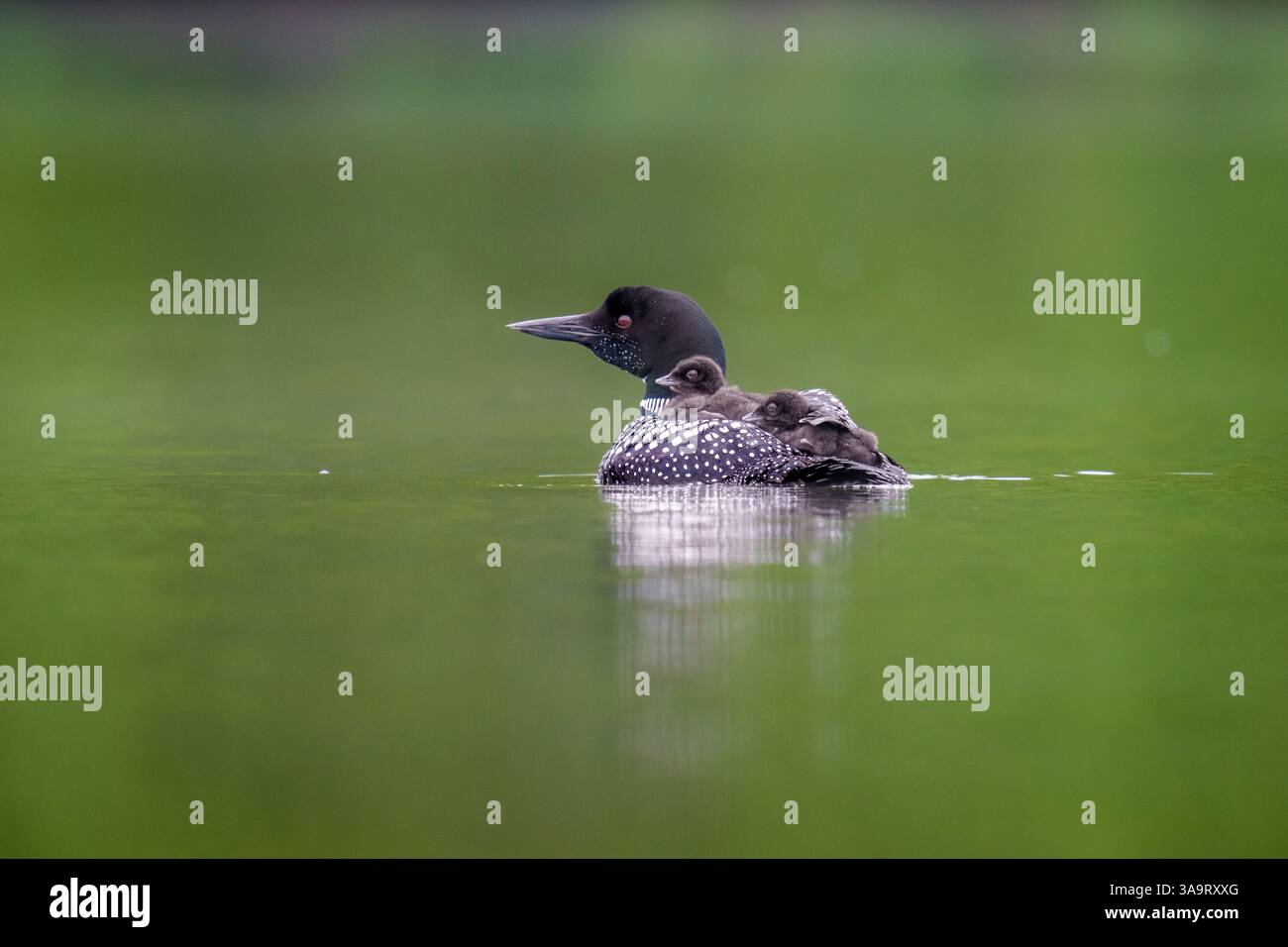 Common Loon with Chicks Riding on Back Stock Photo - Alamy