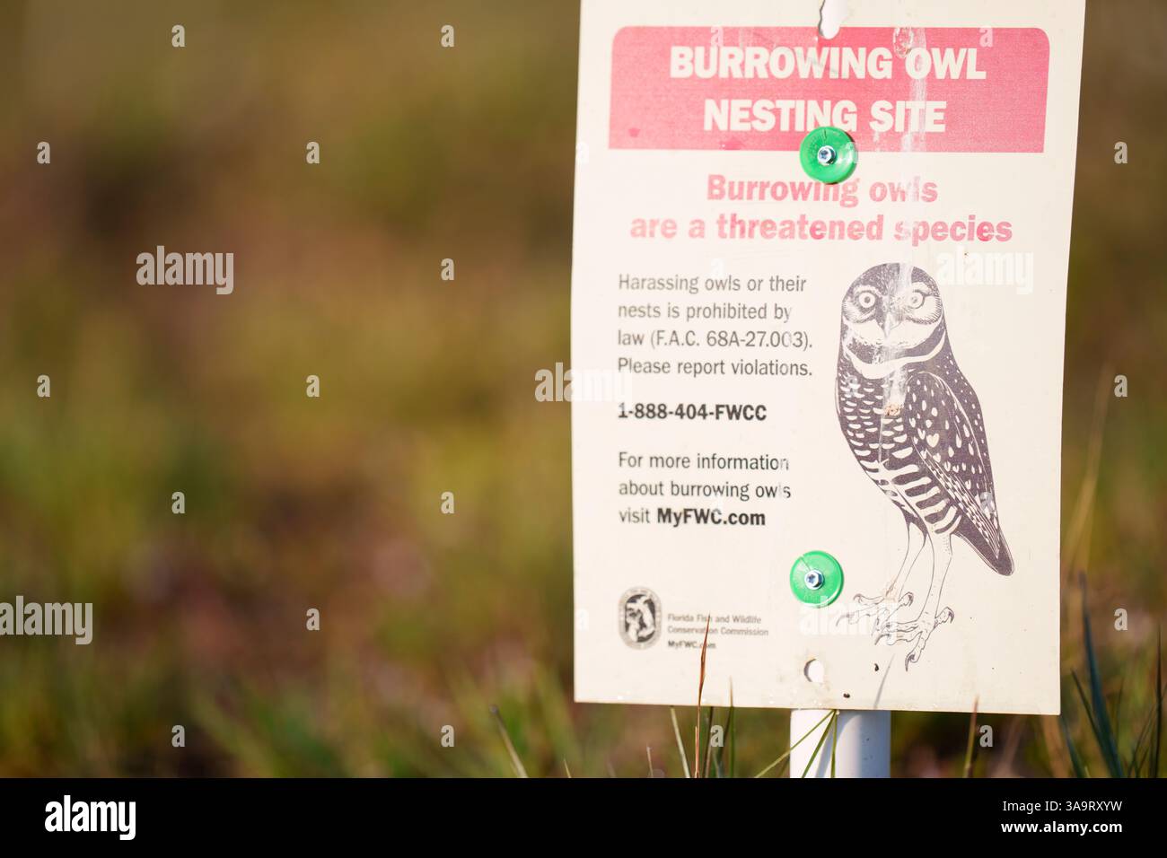 Burrowing Owl Nesting Site Conservation Notice Shown in Natural Stock ...