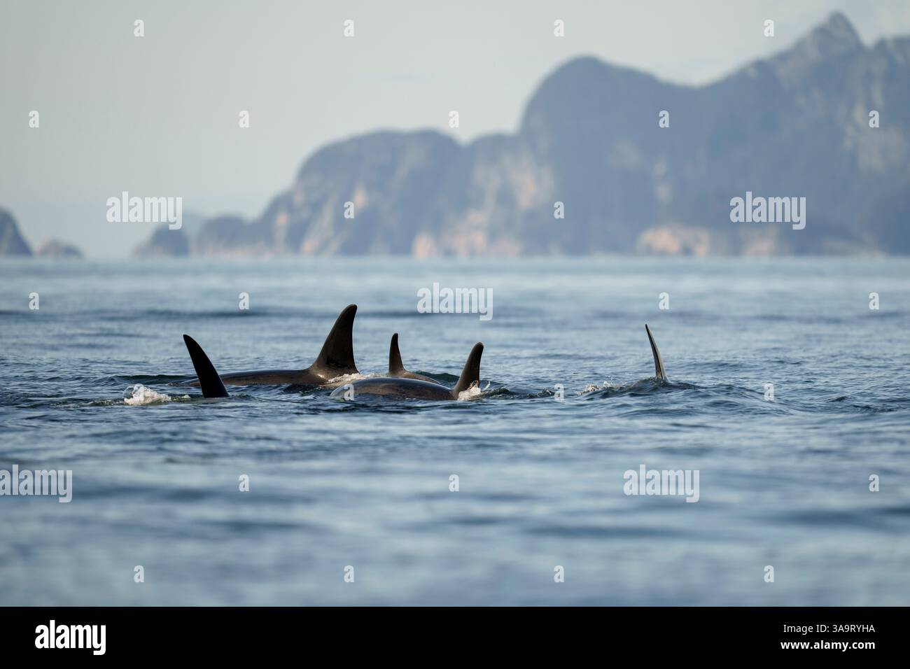 Orcas (Orcinus orca) swim together in a calm ocean, with distant rocky ...