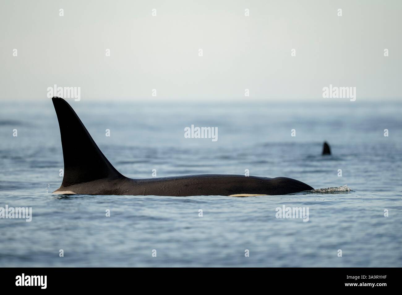 Orca Fins Breaking Ocean Surface in Calm Marine Waters Stock Photo - Alamy