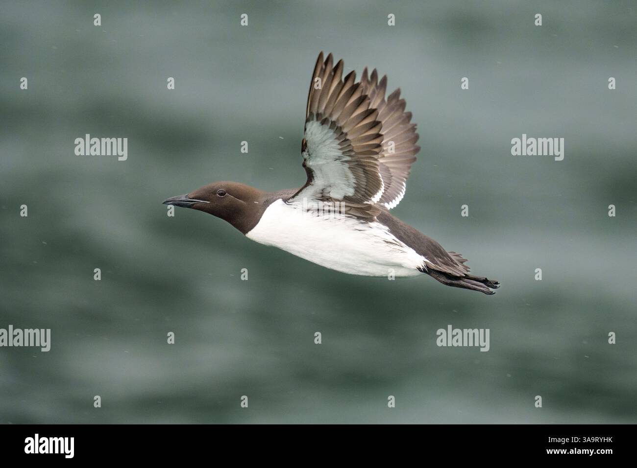 Close-Up of a Common Murre Flying Over the Ocean Surface Stock Photo ...