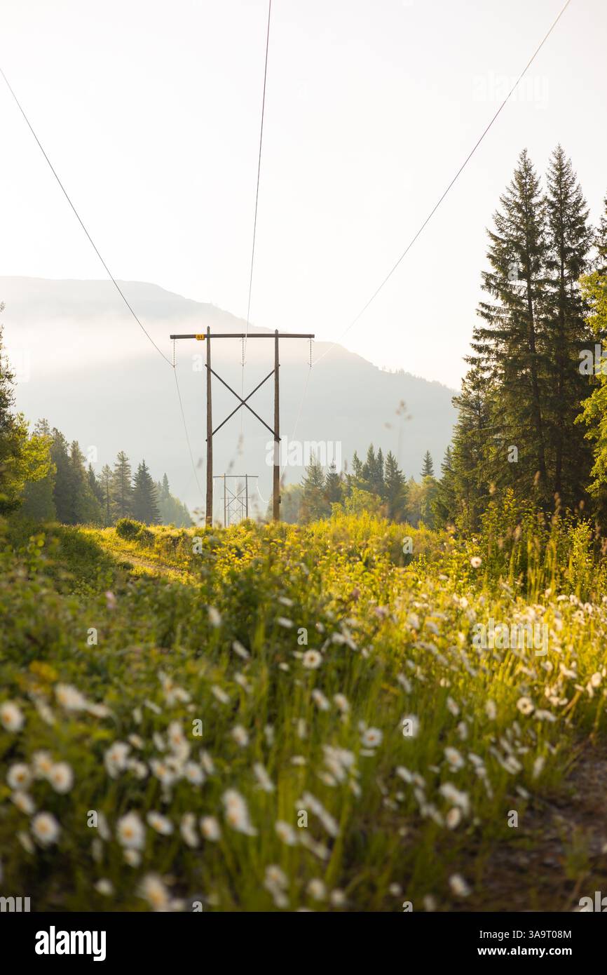 Line wooden poles hi-res stock photography and images - Alamy