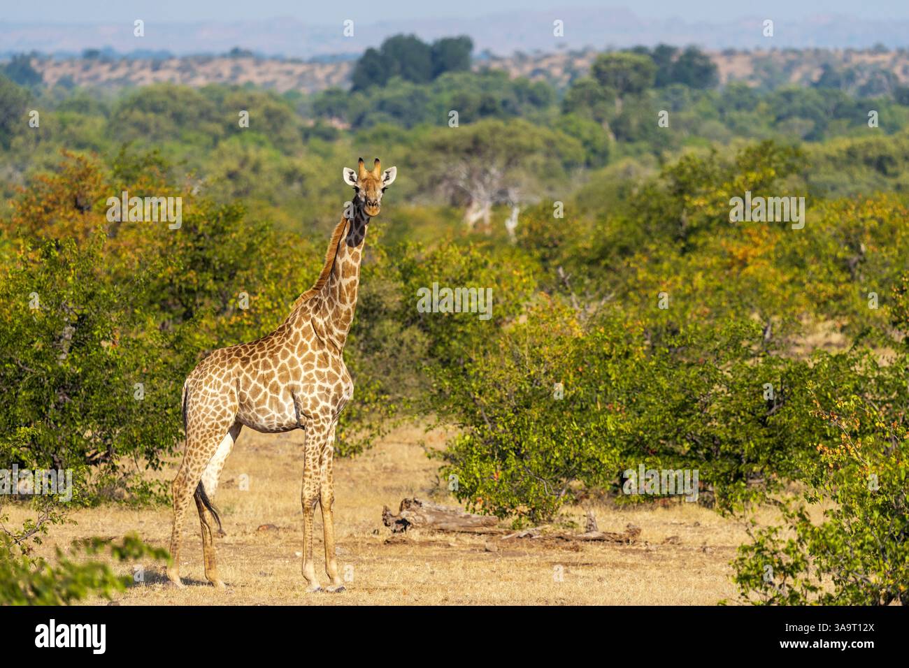South African giraffe or Cape giraffe (Giraffa giraffa) or (Giraffa ...