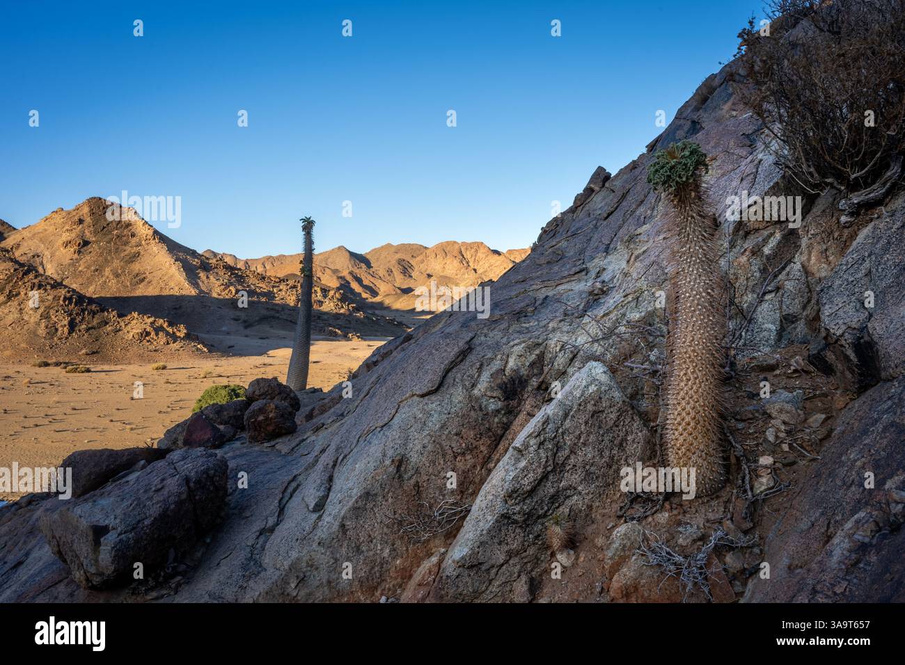 Halfmens or elephant's trunk (Pachypodium namaquanum) in typical ...