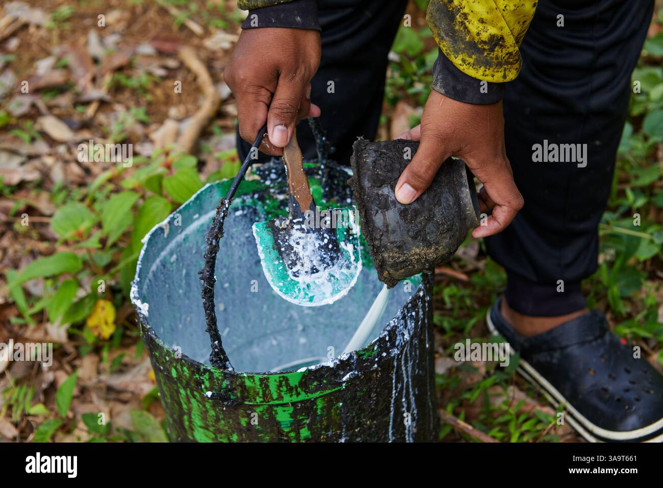 People pouring Milky latex extracted from rubber tree trunk in bucket ...