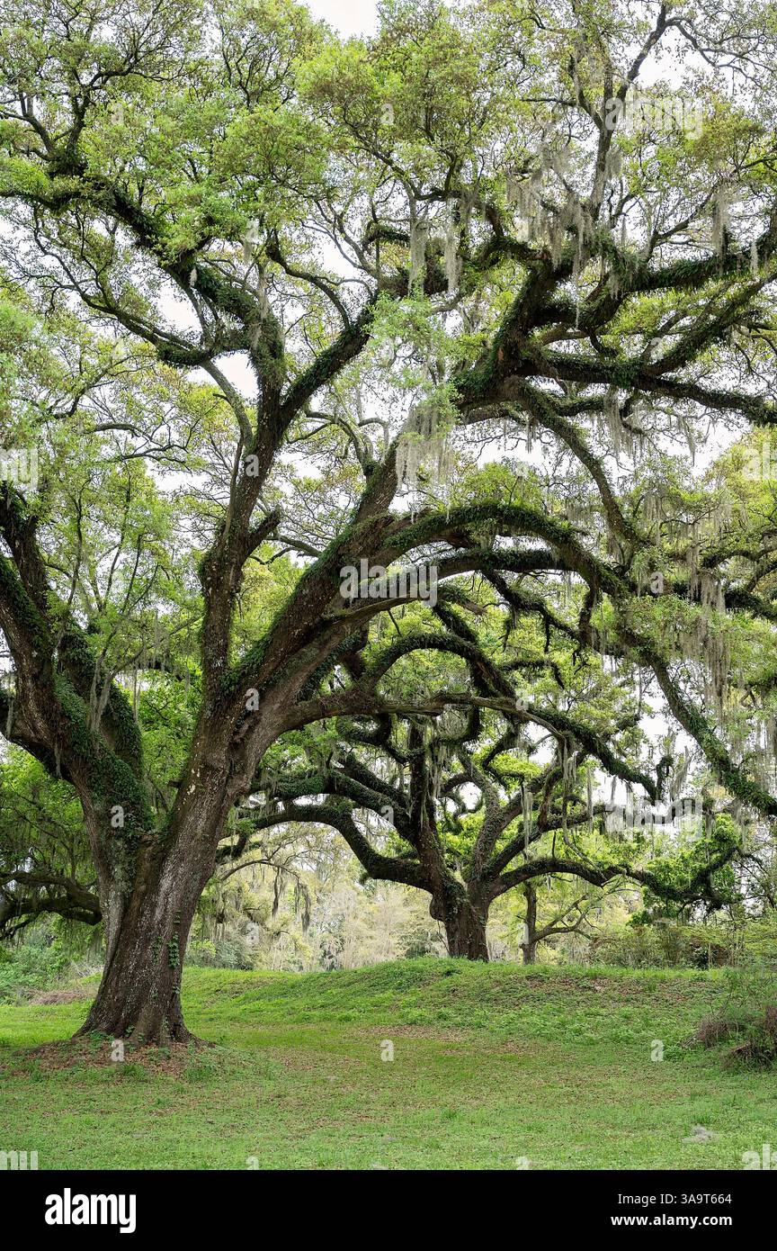 Majestic oak trees with sprawling branches draped in Spanish moss Stock ...
