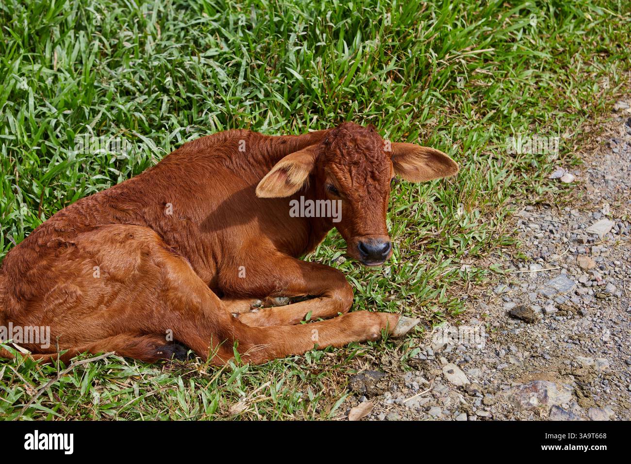 Close-up view of cow sleeping on grass Stock Photo - Alamy
