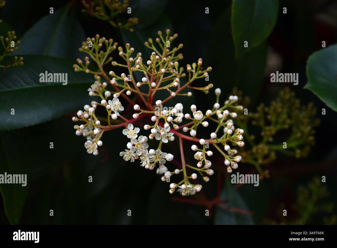 Detail of the white flowers of Photinia * fraseri Red Robin Stock Photo ...