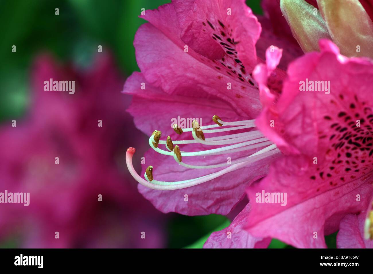 The tree rhododendron (Rhododendron arboreum Stock Photo - Alamy