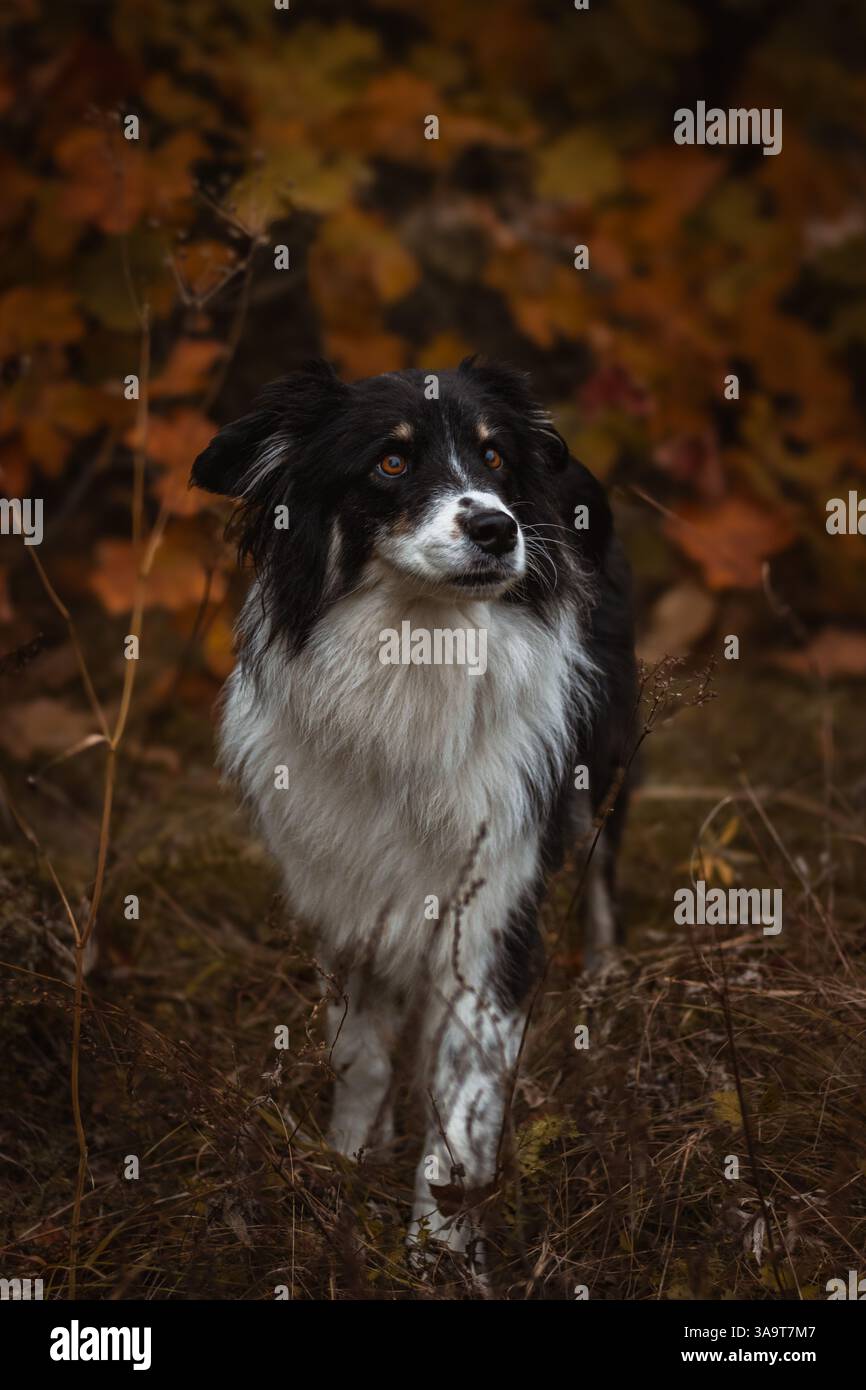 An australian shepherd aussie standing in a fall forest Stock Photo - Alamy