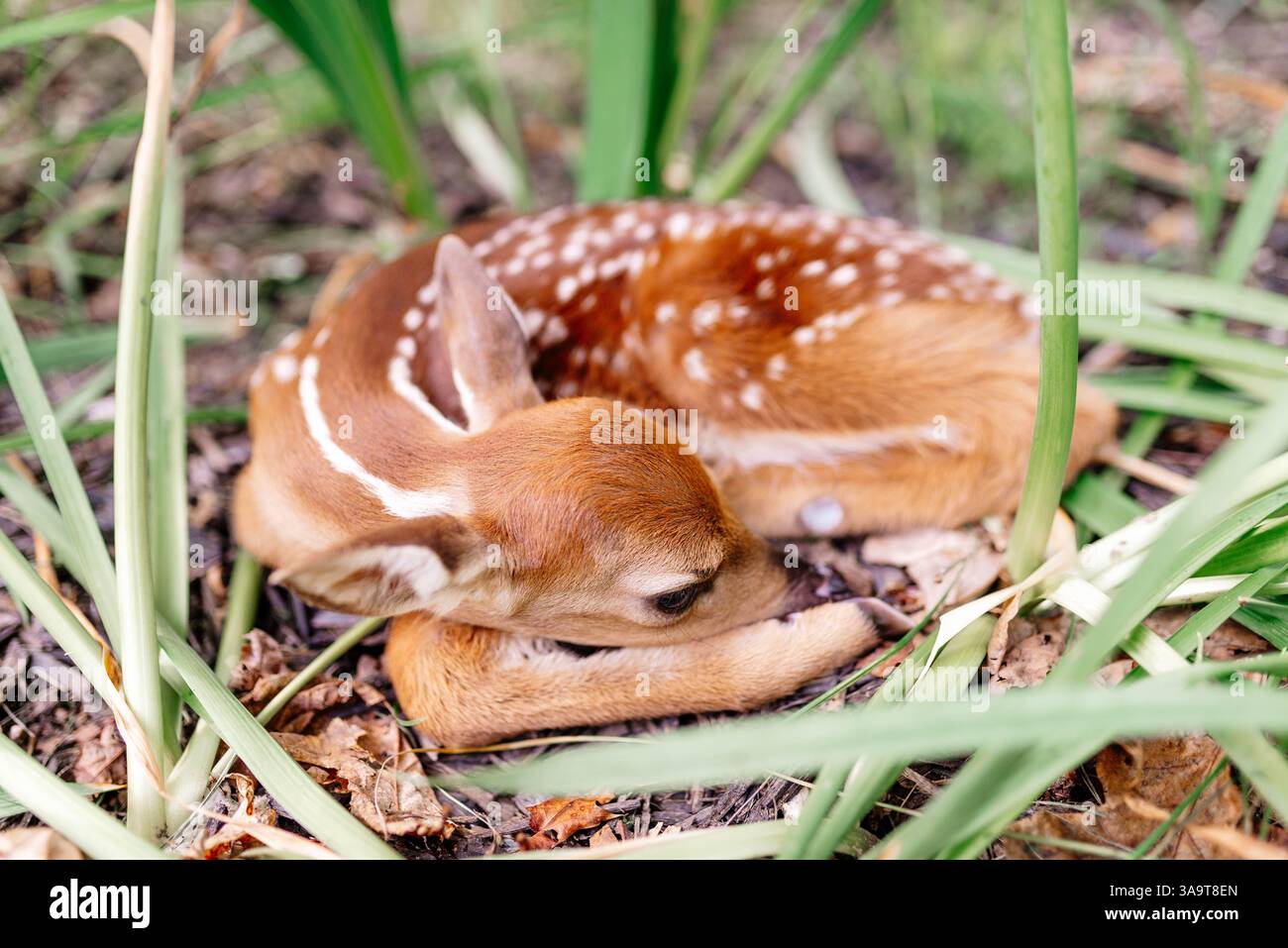 Fawn curled up in grass, lying down Stock Photo - Alamy