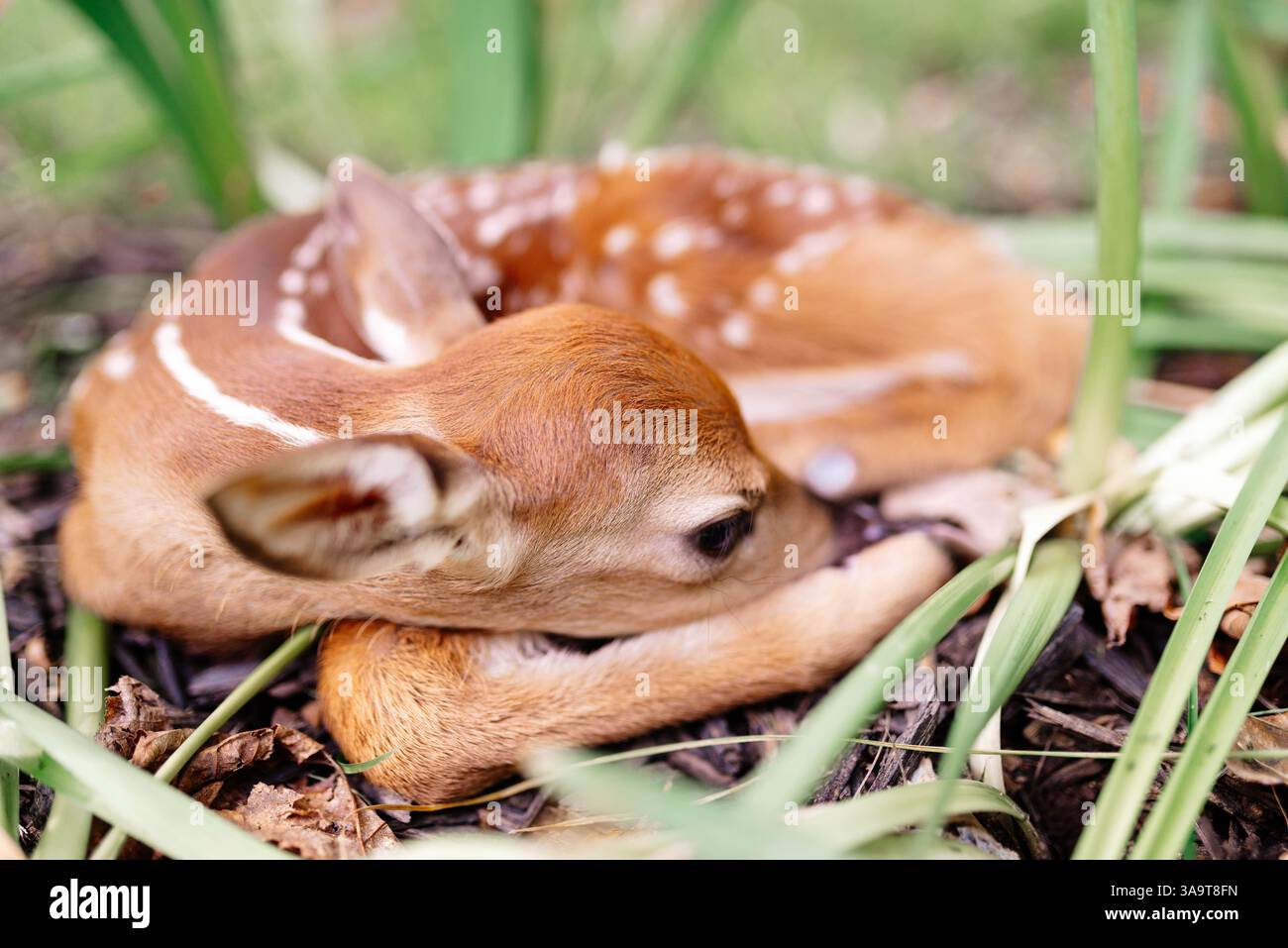 Baby deer with spots hi-res stock photography and images - Alamy