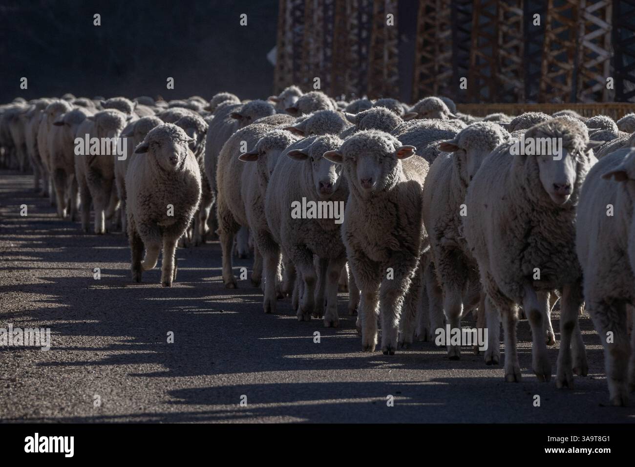 flock of sheep crossing over bridge Stock Photo - Alamy