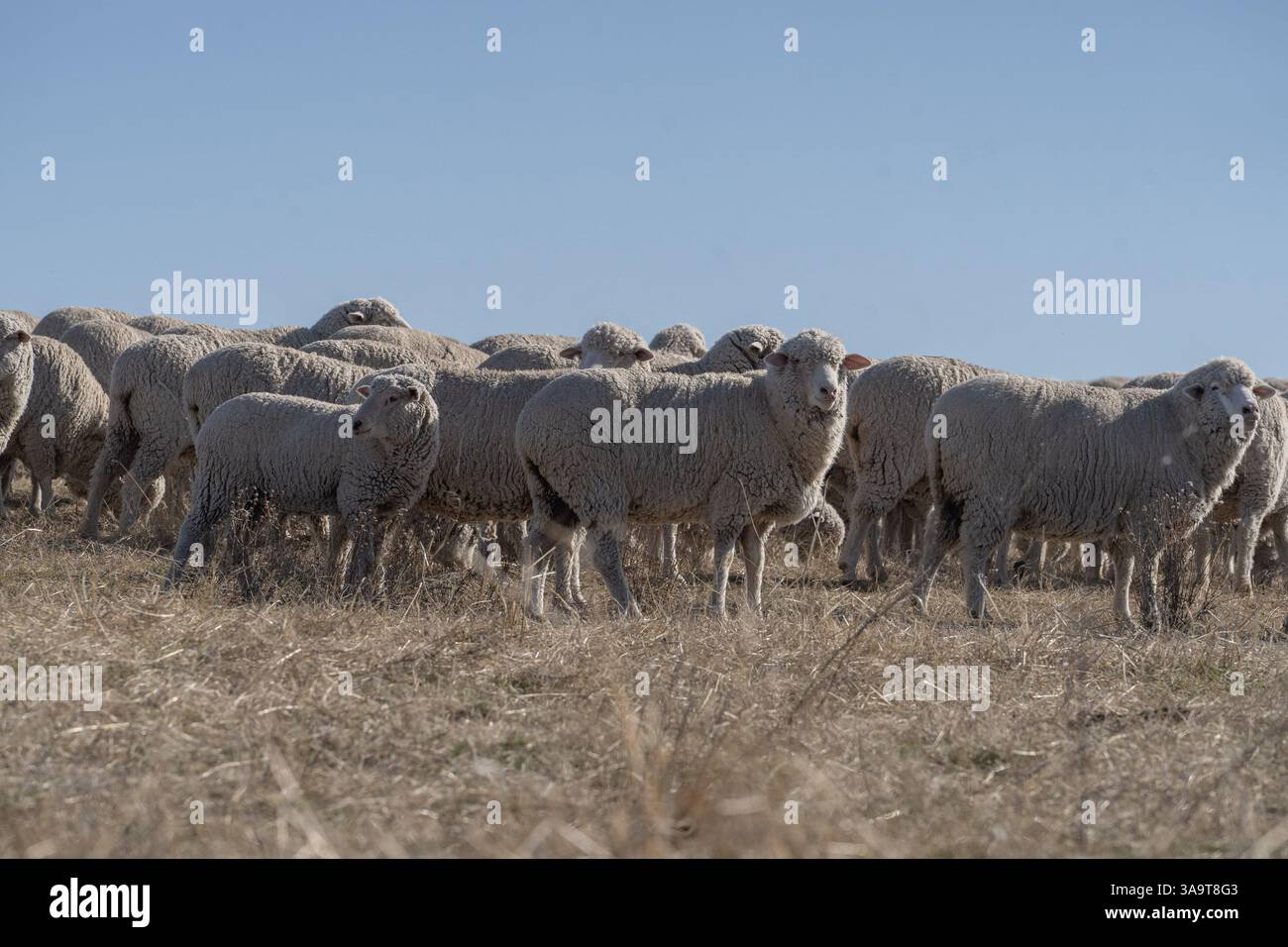 Flock sheep walking in hi-res stock photography and images - Alamy