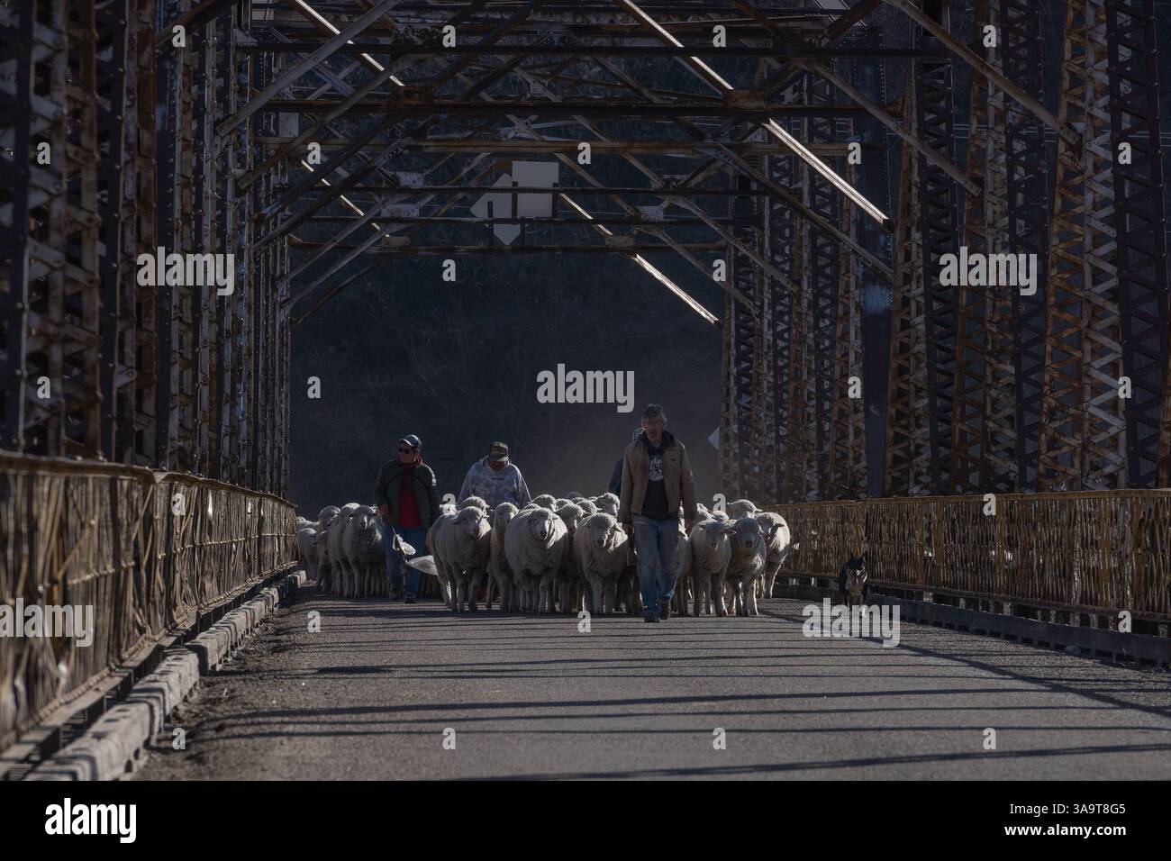 Shepherd sheep crossing road hi-res stock photography and images - Alamy