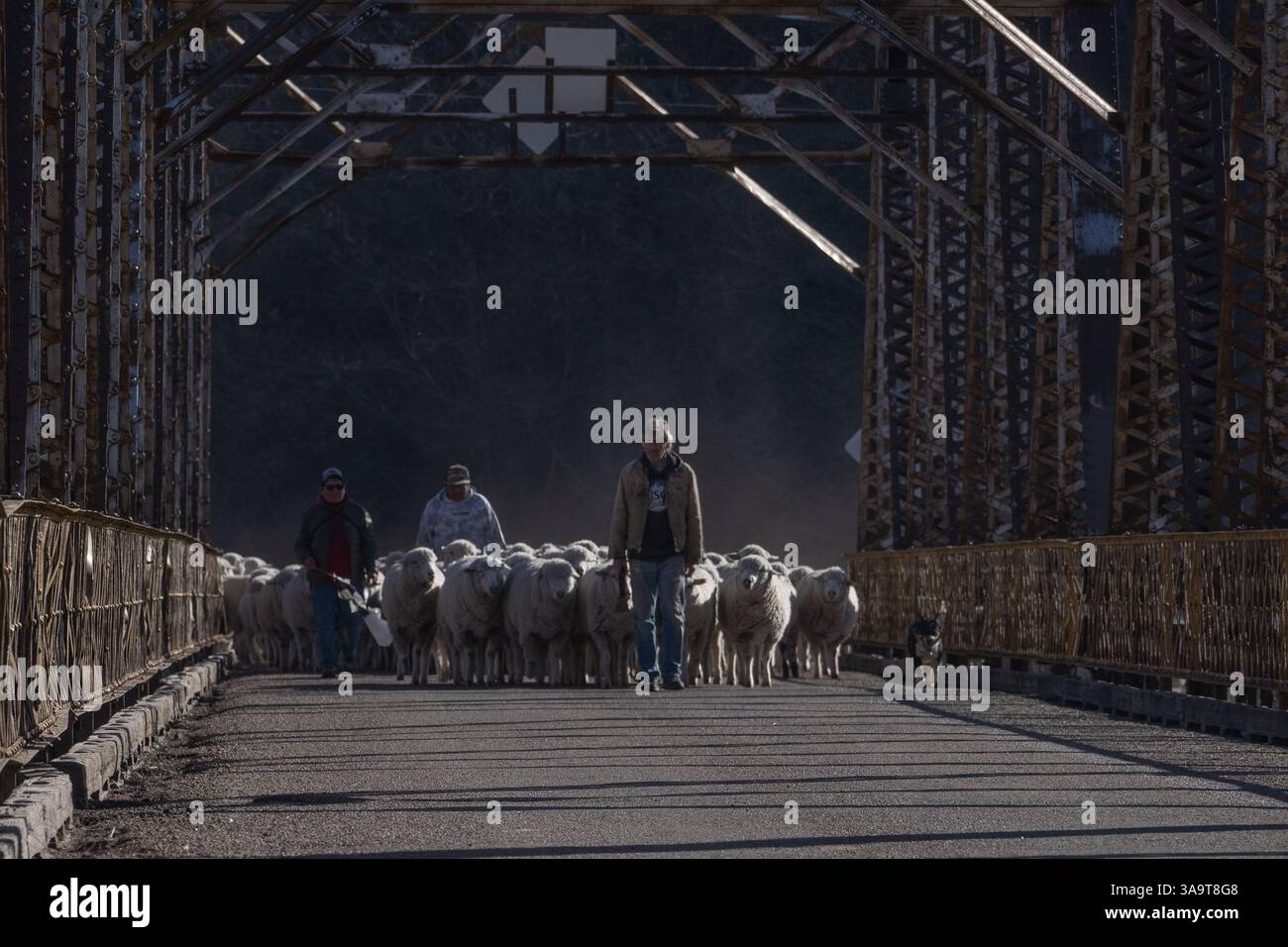 Group of guys herding sheep over bridge Stock Photo - Alamy