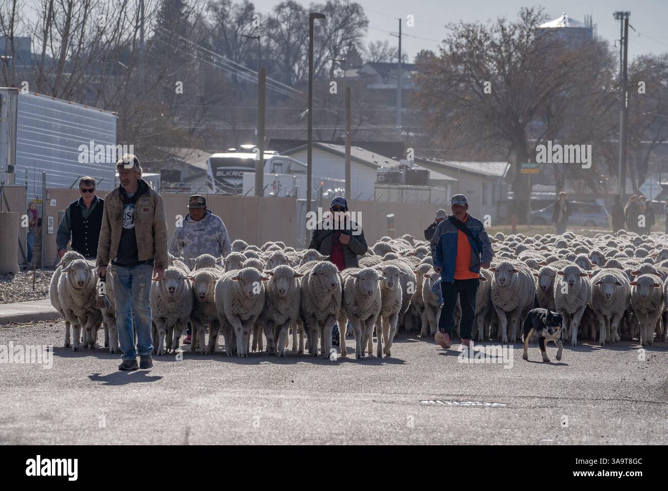 Group of guys herding sheep down road Stock Photo - Alamy