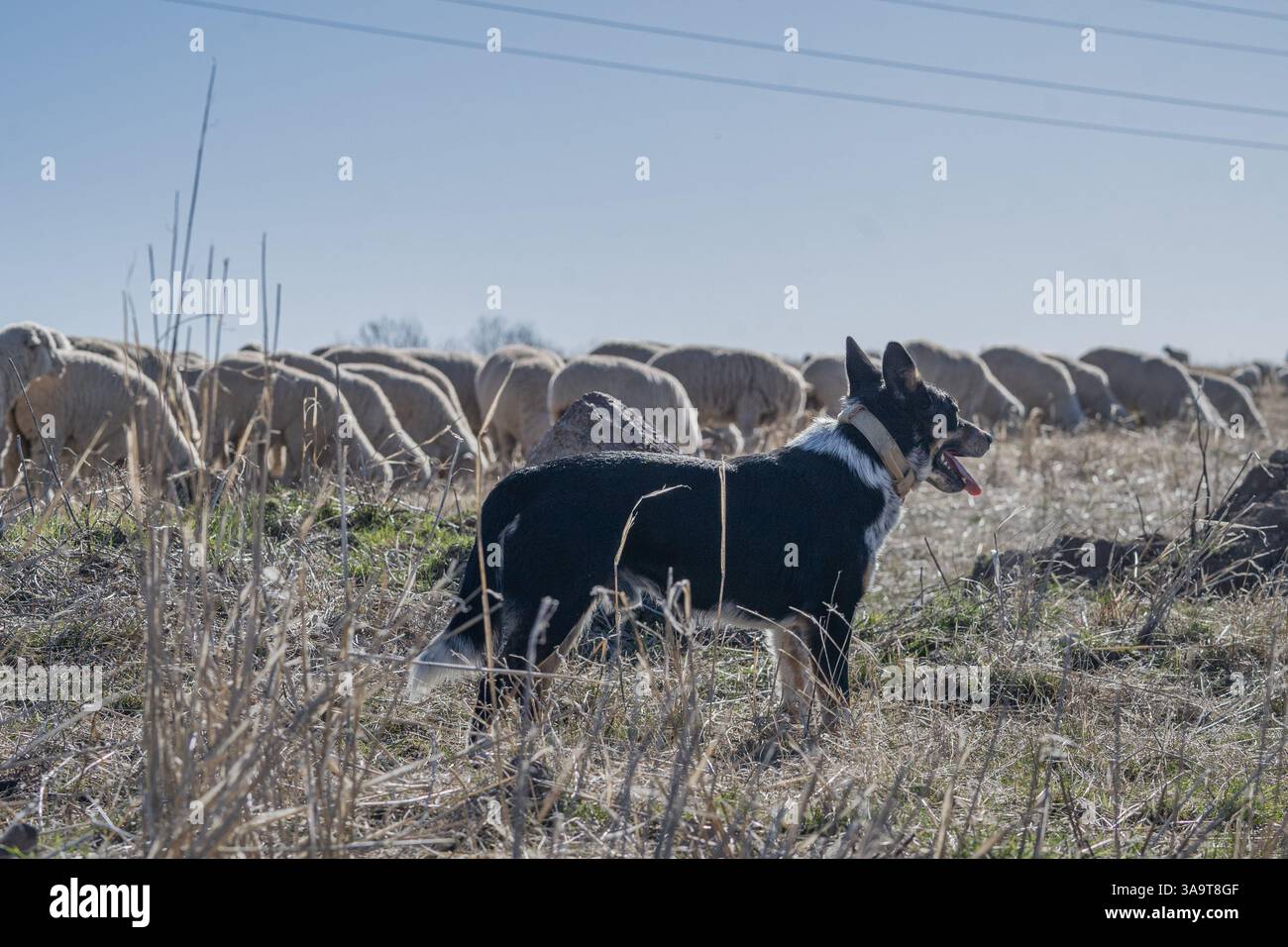 Cattle dog watching over flock of sheep Stock Photo - Alamy