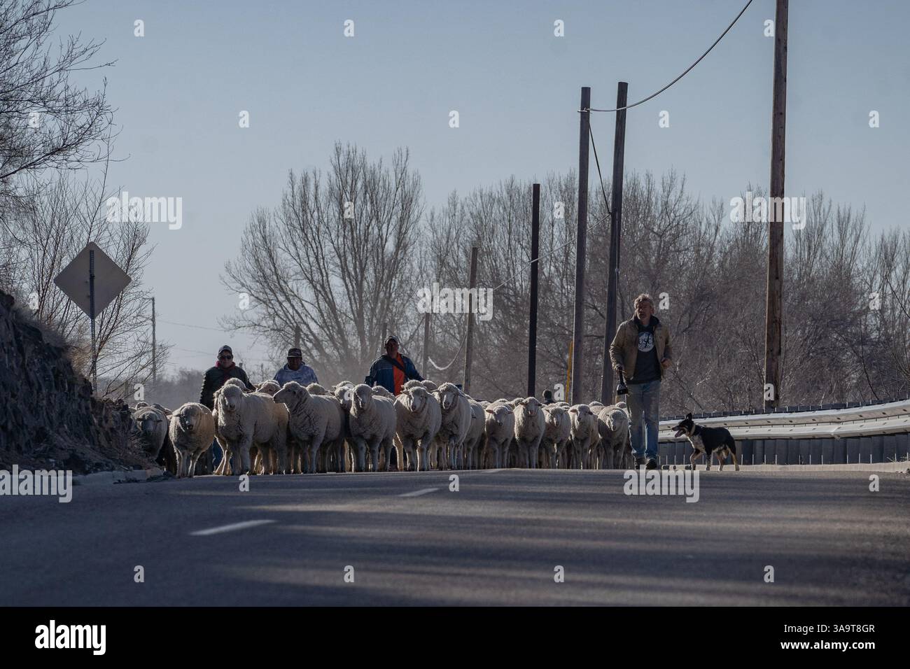 Sheep being herded shepherd hi-res stock photography and images - Alamy