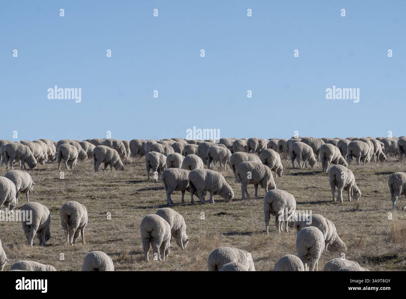 Flock sheep walking in hi-res stock photography and images - Alamy
