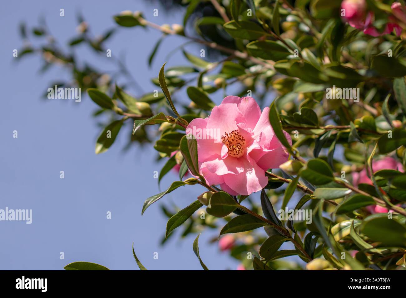 Camellia pink flower and green foliage in the sunny garden on the blue ...