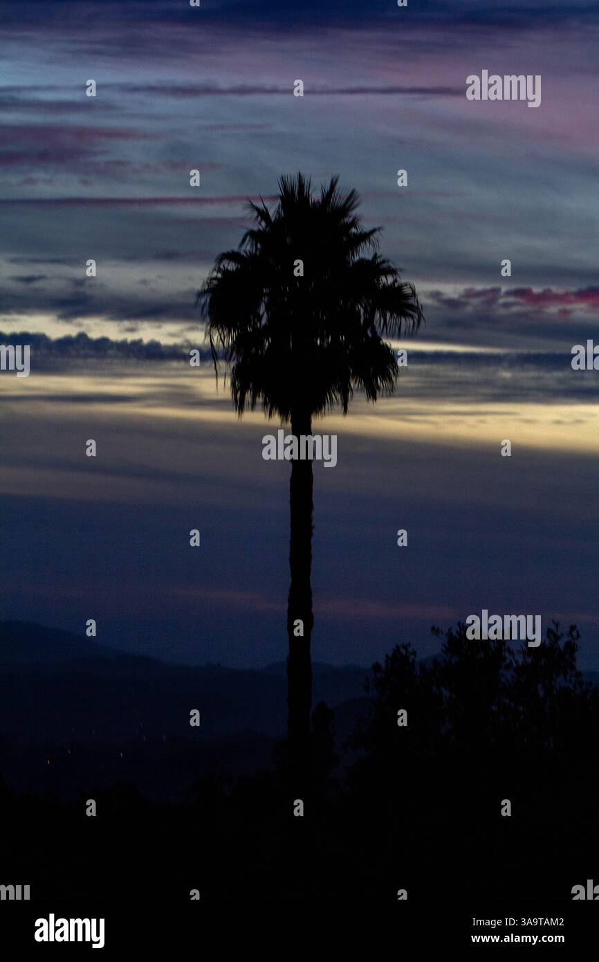 Lone palm tree silhouetted hi-res stock photography and images - Alamy