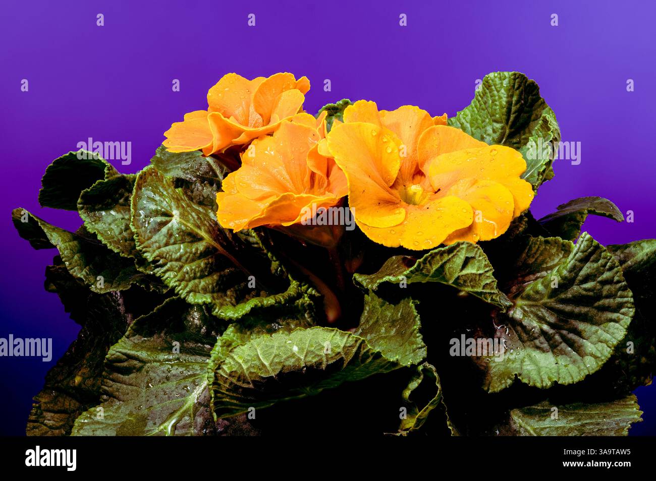 Orange Primula Flowers in Bloom on purple background Stock Photo - Alamy